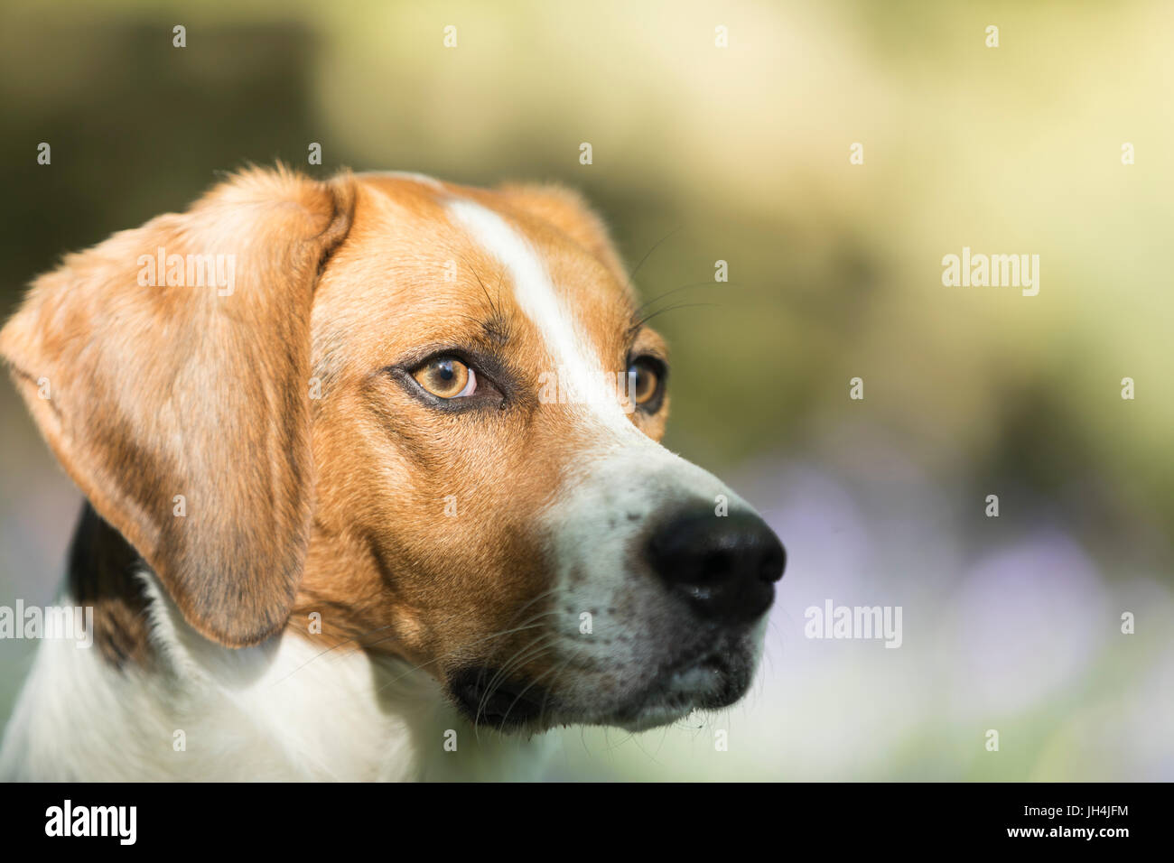 Trail hound closeup Stock Photo - Alamy
