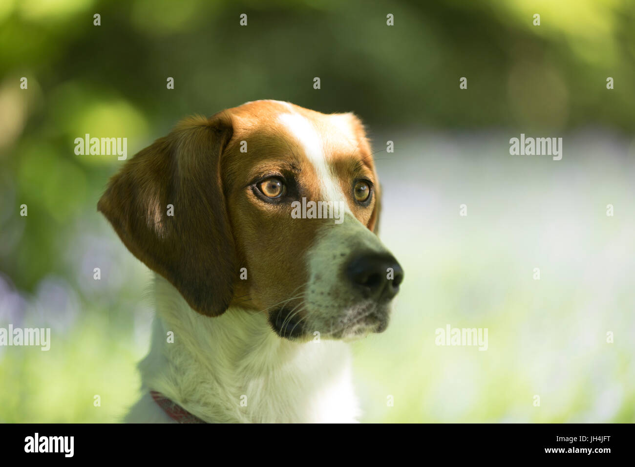 Trailhound hi-res stock photography and images - Alamy