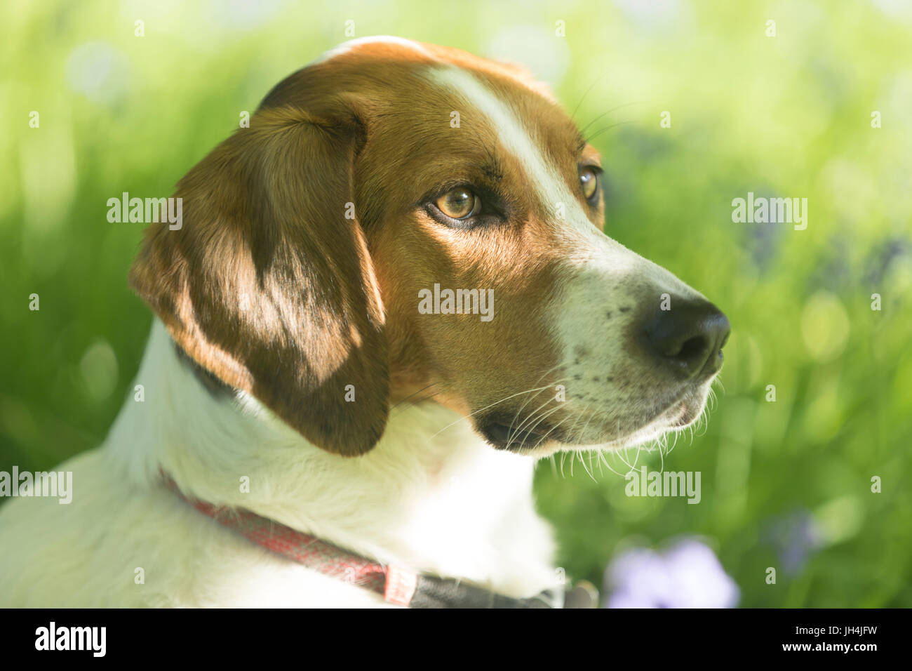Trailhound hi-res stock photography and images - Alamy