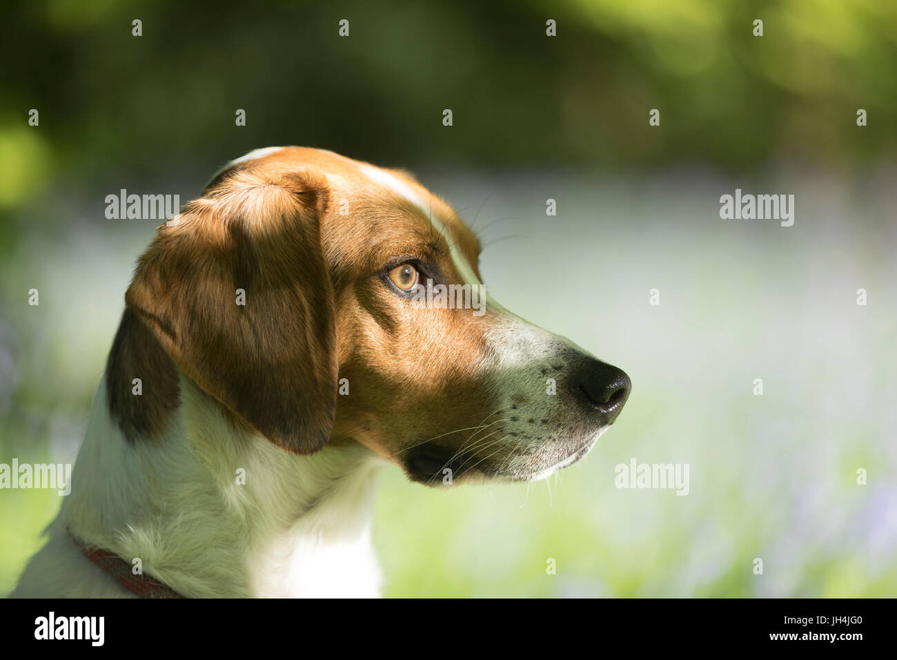 Trailhound hi-res stock photography and images - Alamy