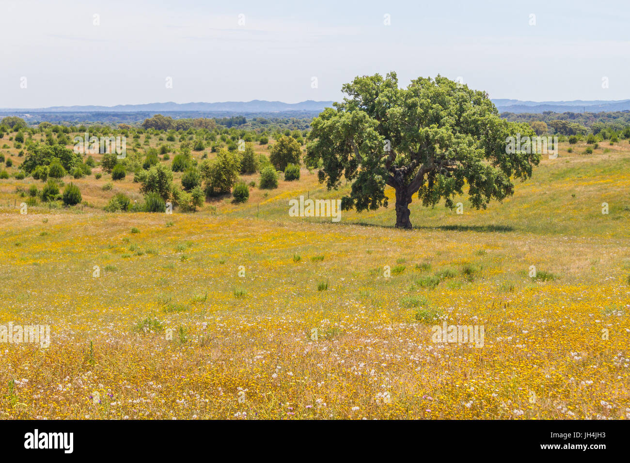 Flores alentejo hi-res stock photography and images - Alamy