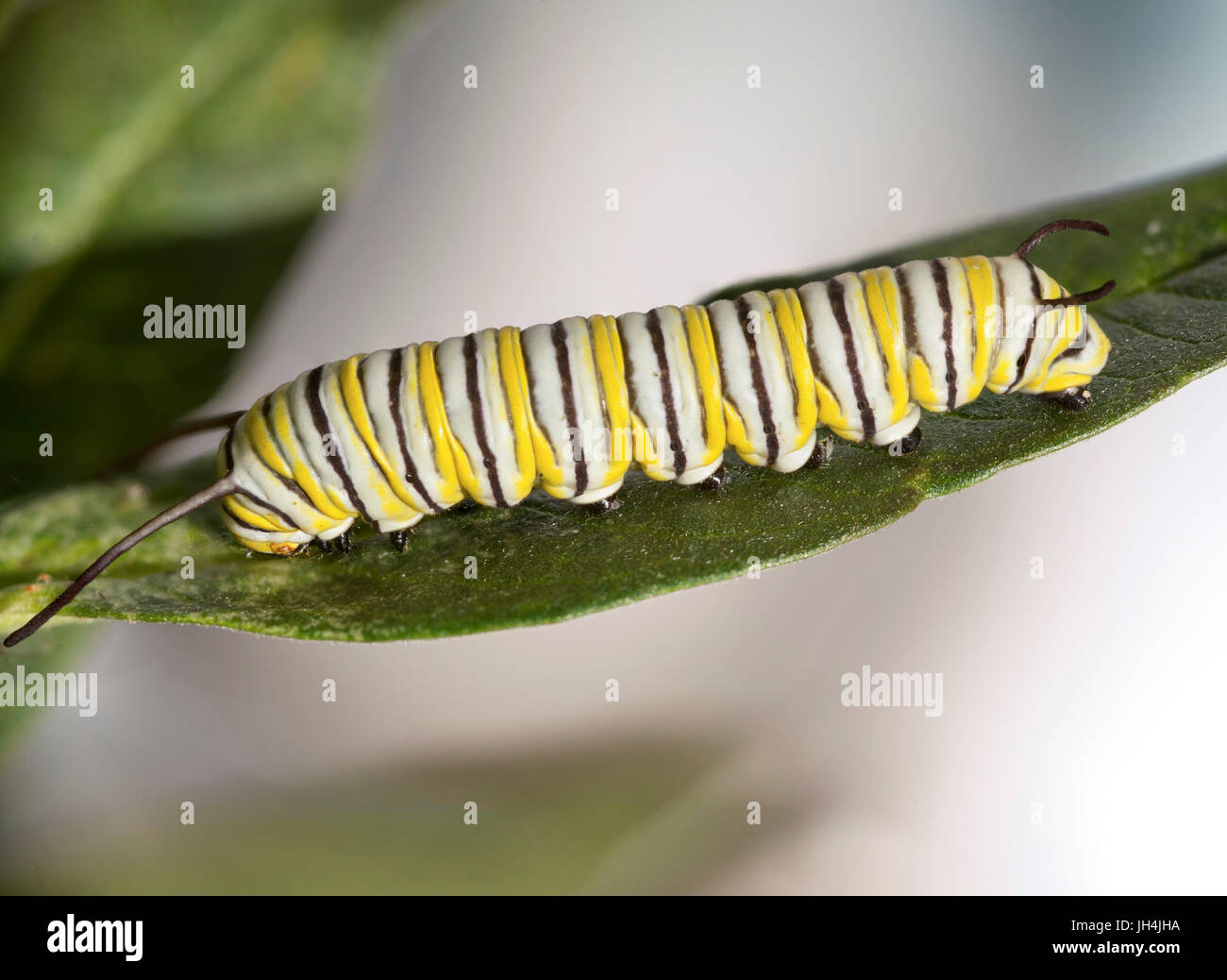 Monarch Butterfly Caterpillars Stock Photo - Alamy