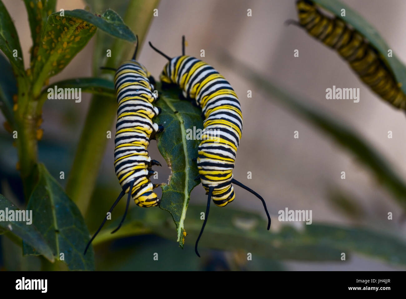 Caterpillars hi-res stock photography and images - Alamy