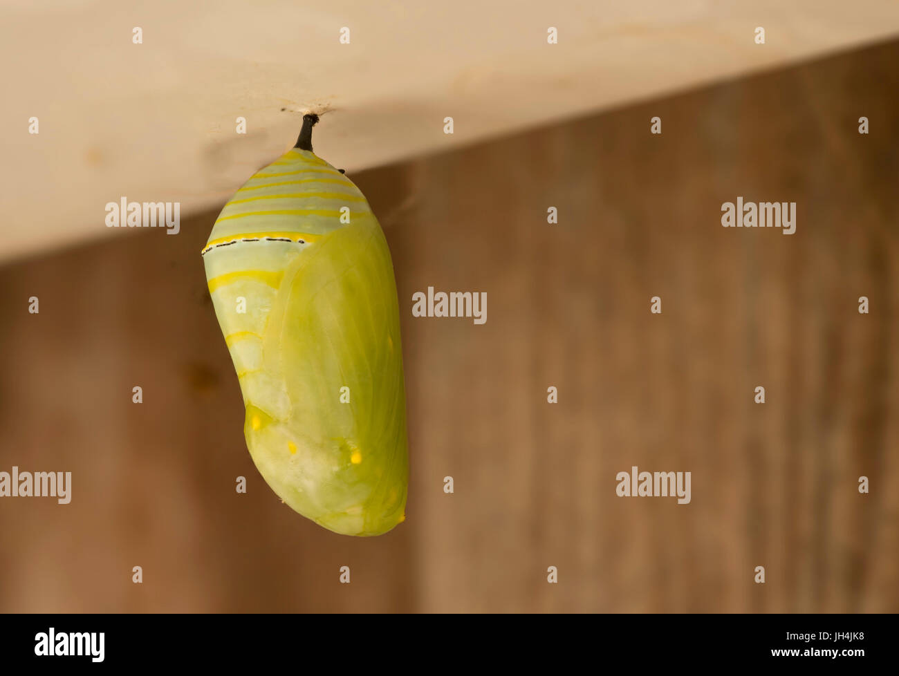 Butterfly pupa transformation nature hi-res stock photography and ...