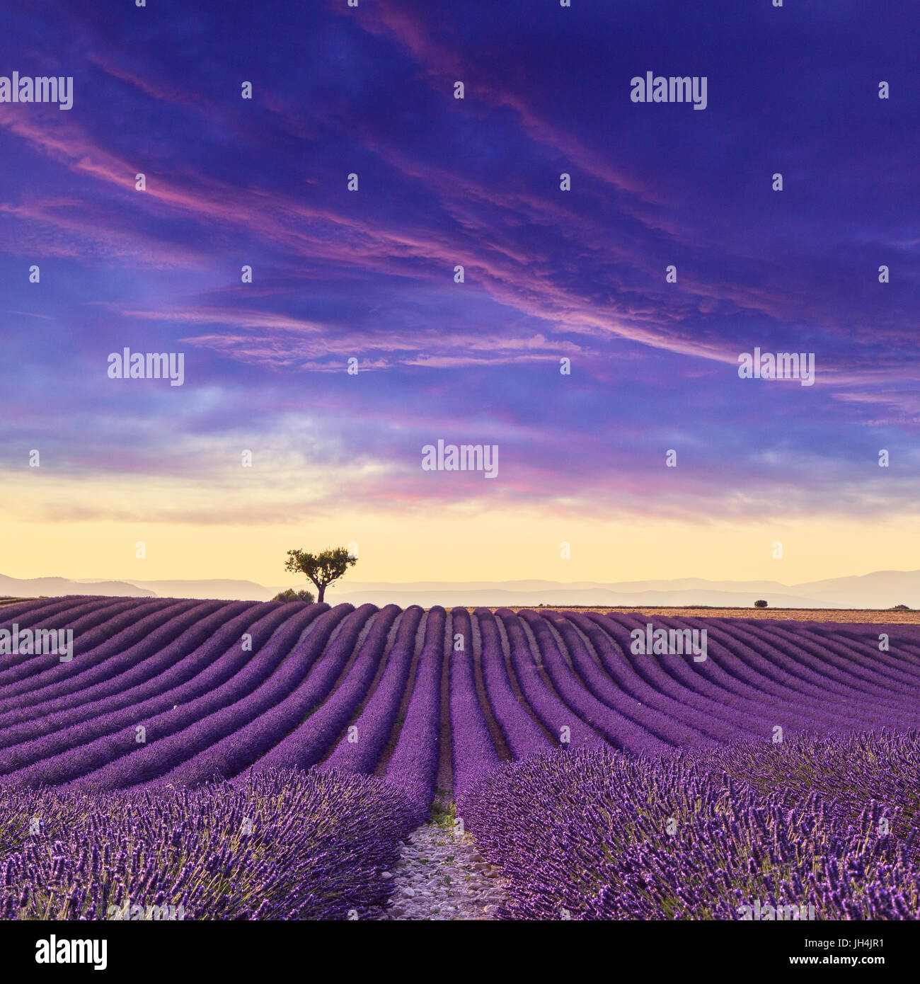 Lavender field summer sunset landscape near Valensole.Provence,France Stock Photo - Alamy