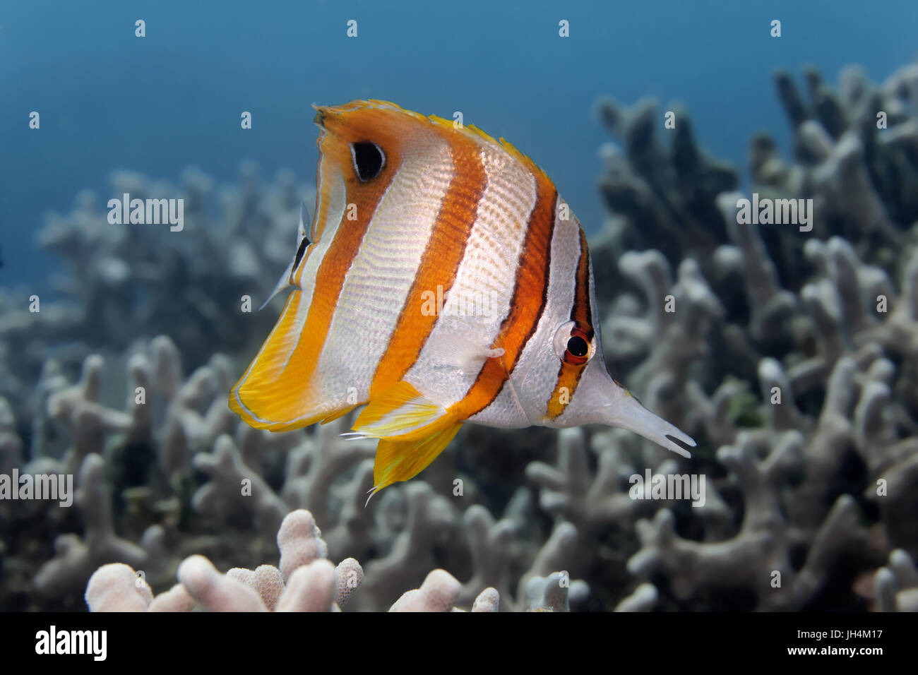 Copperband butterflyfish (Chelmon rostratus), Palawan, Mimaropa, Sulu ...