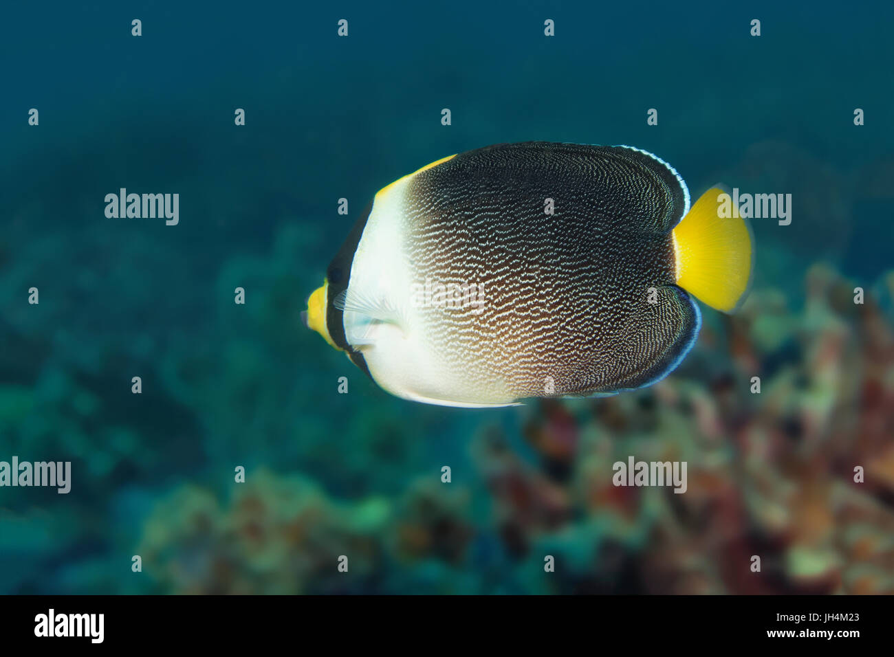 Singapore Angelfish (Chaetodontoplus mesoleucus), Palawan, Mimaropa ...