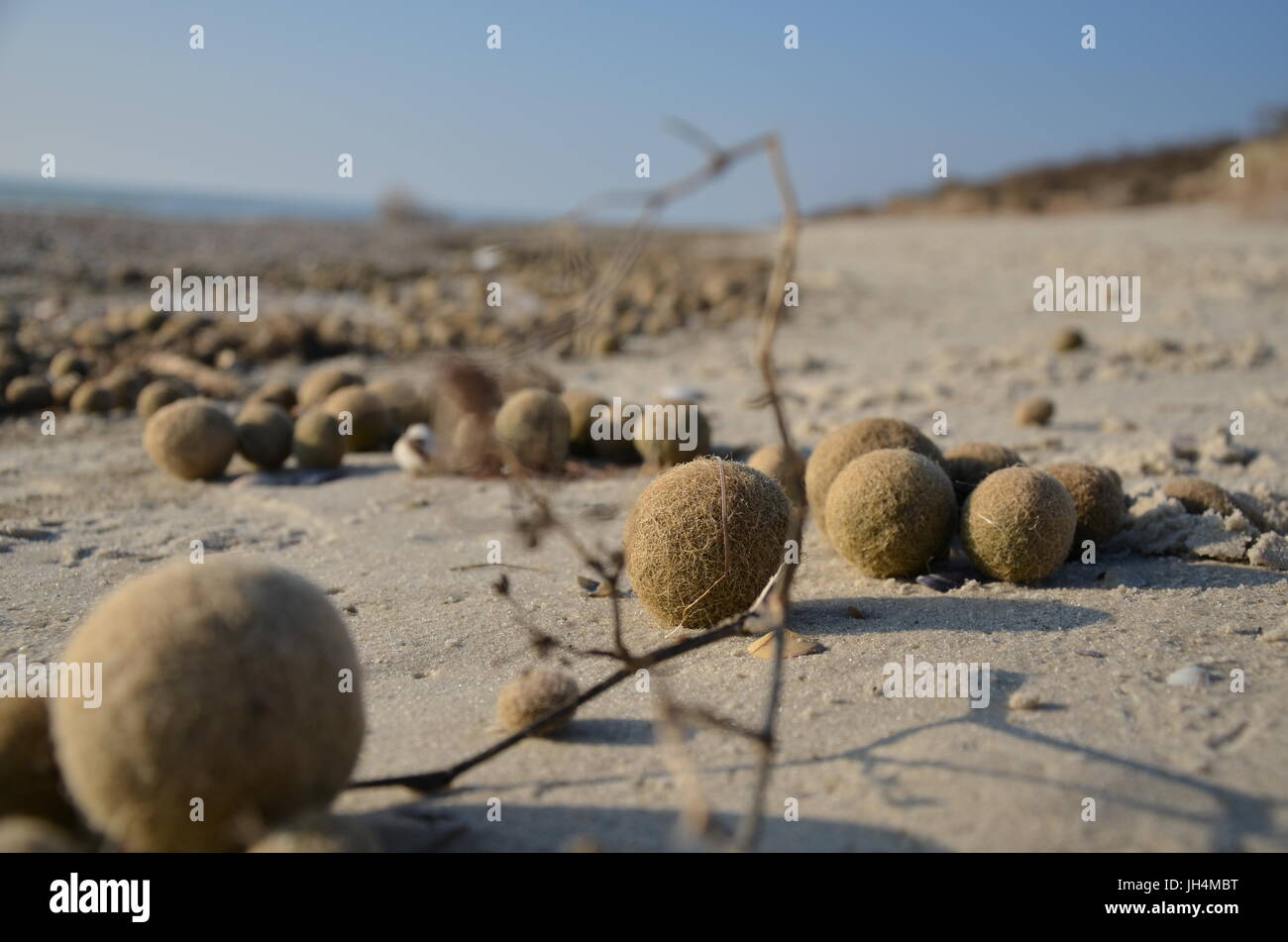 Seaweed balls hi-res stock photography and images - Alamy