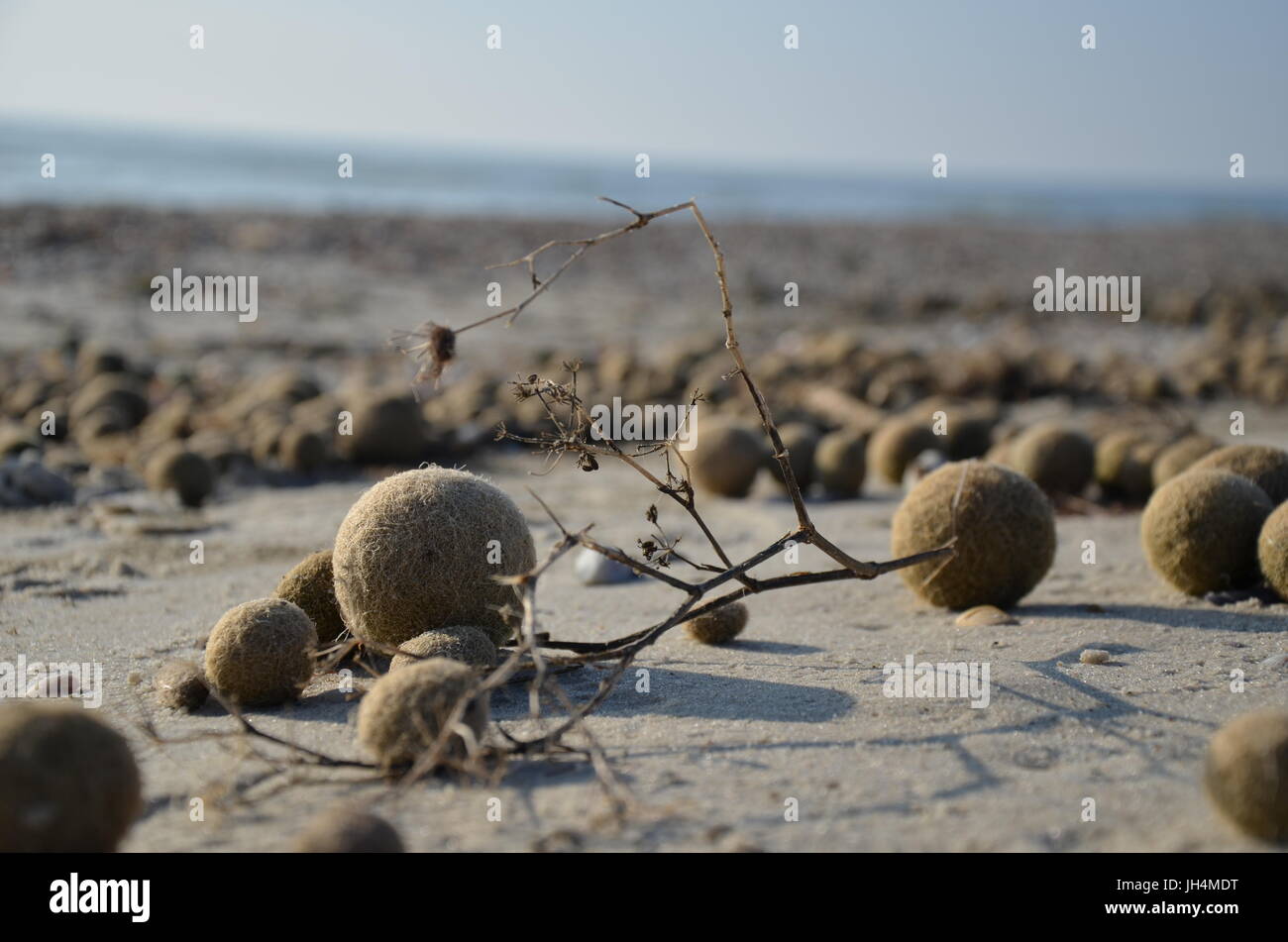 The sea shore is strewn with seaweed balls Stock Photo - Alamy