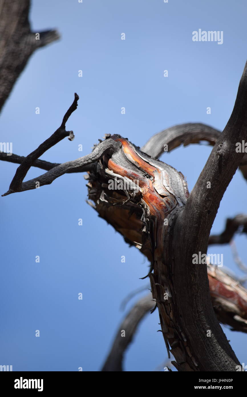 Fire Kissed Branch Stock Photo - Alamy