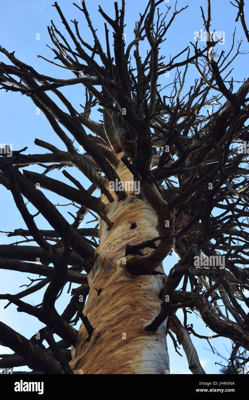 Leafless Burnt Tree High Resolution Stock Photography and Images - Alamy