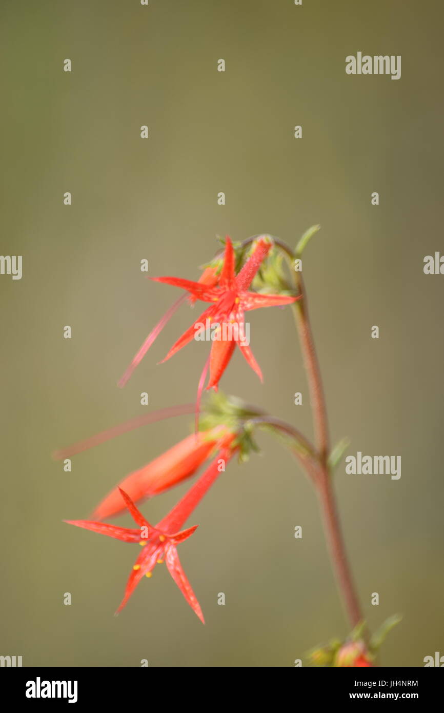 Fairy Trumpet plant Stock Photo - Alamy