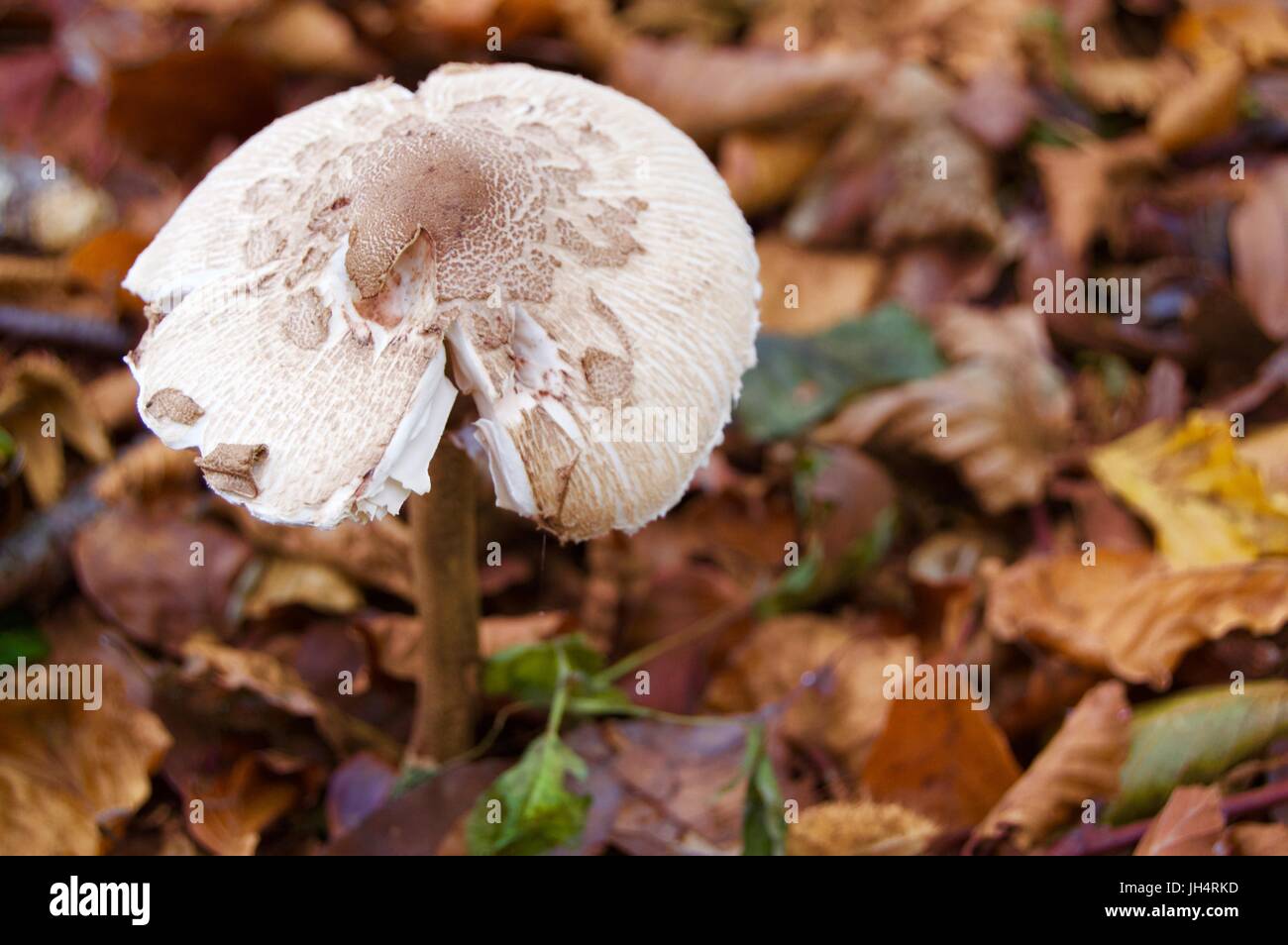 Toadstool in the woods Stock Photo - Alamy