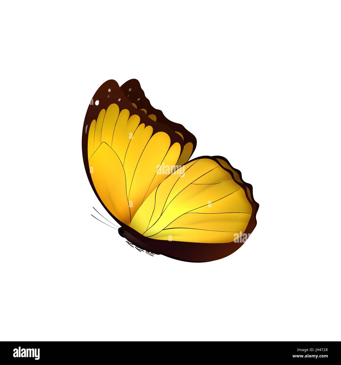 Butterfly yellow isolated on white background Stock Vector Image & Art ...