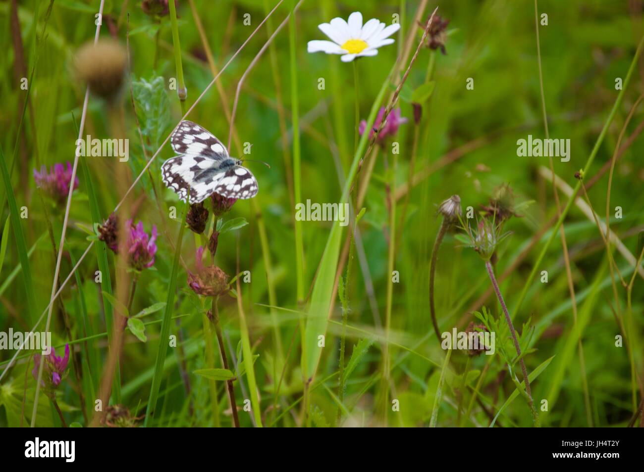 Boxmoor hi-res stock photography and images - Alamy