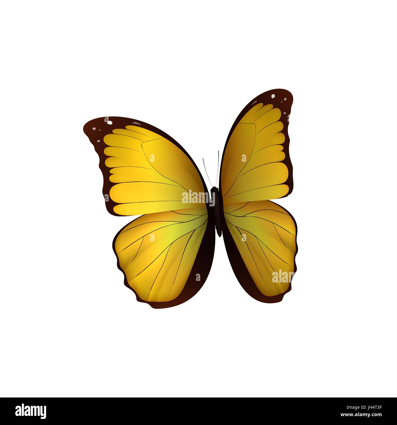 Butterfly yellow isolated on white background Stock Vector Image & Art ...