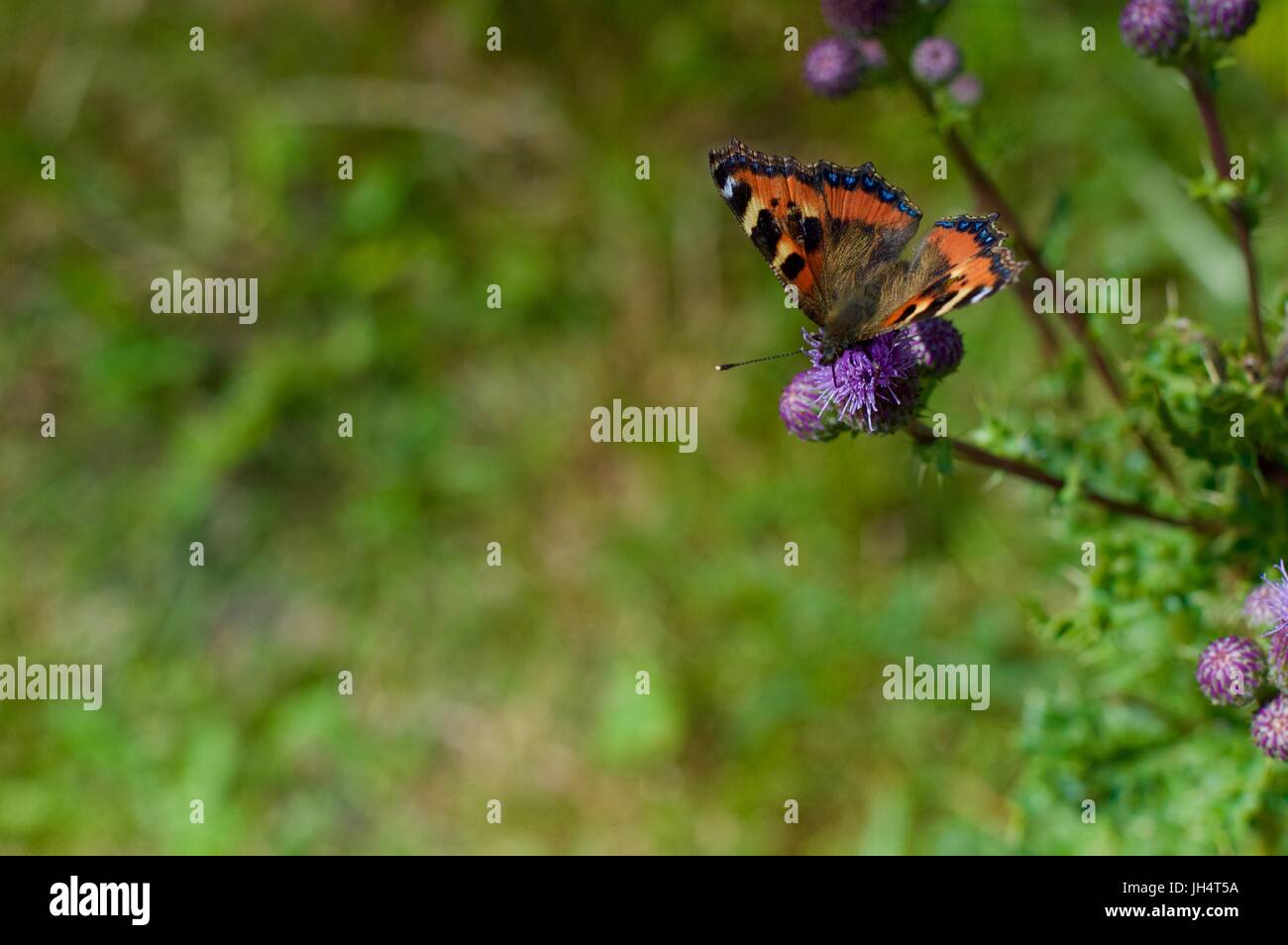 Boxmoor hi-res stock photography and images - Alamy