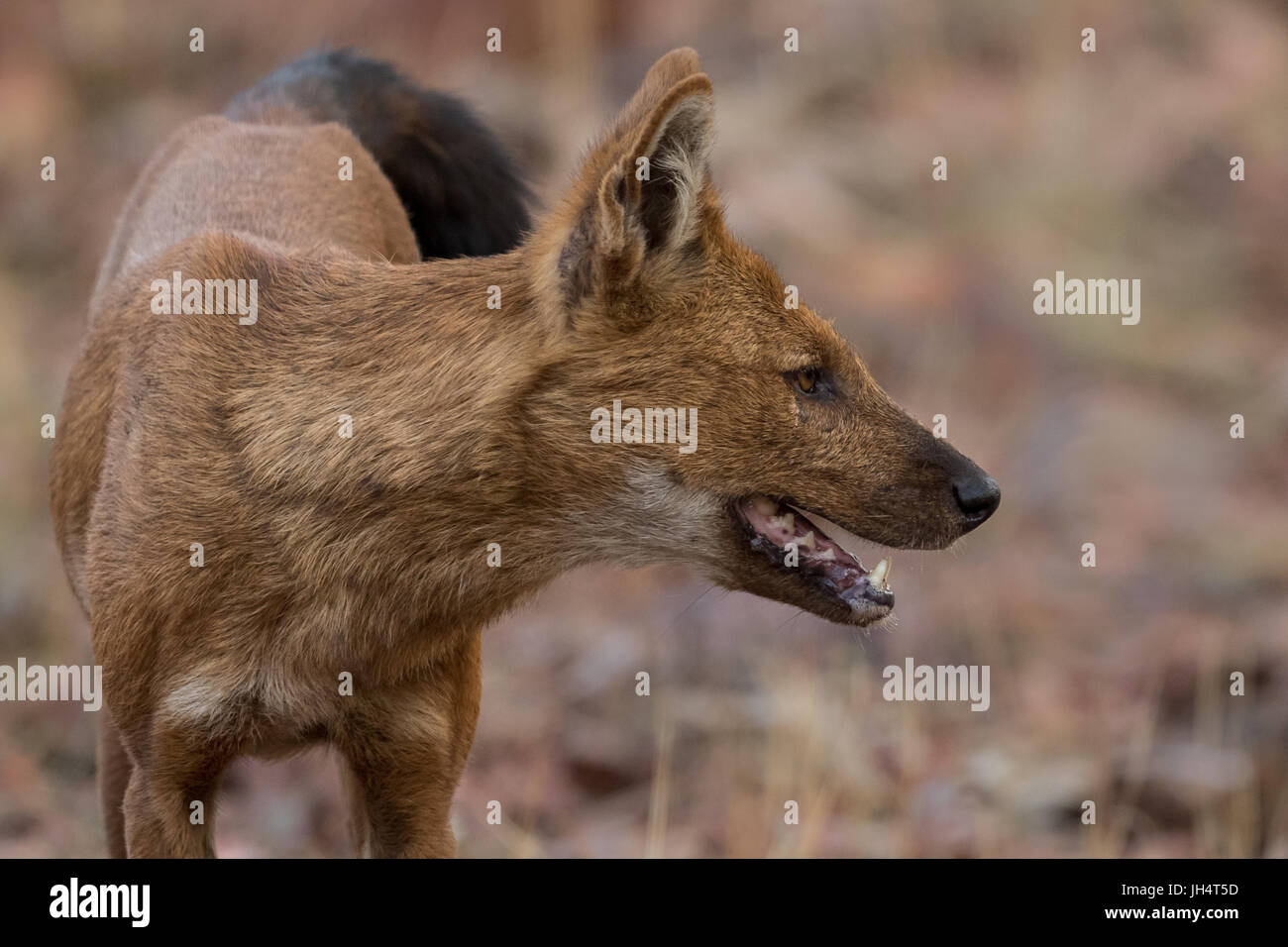 Dhole Indian wild dog headshot taken in Tadoba India Stock Photo - Alamy