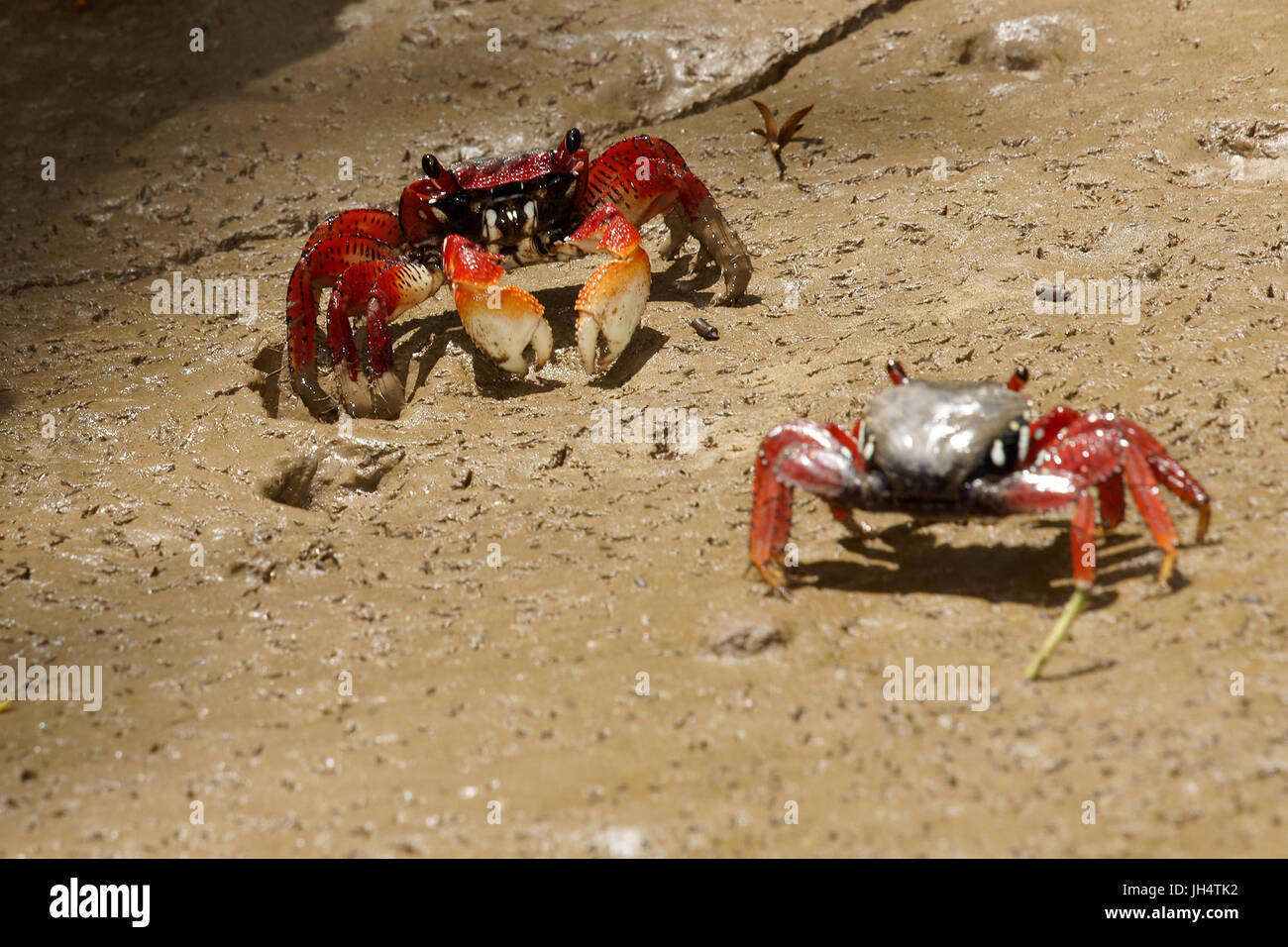 Crab red aratu, Delta Parnaíba, Rio Parnaíba, Parnaíba, Piauí, Brazil ...