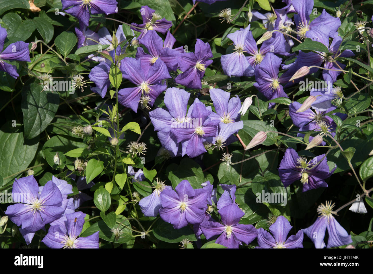 Superb blue Clematis 'Rhapsody' Stock Photo - Alamy