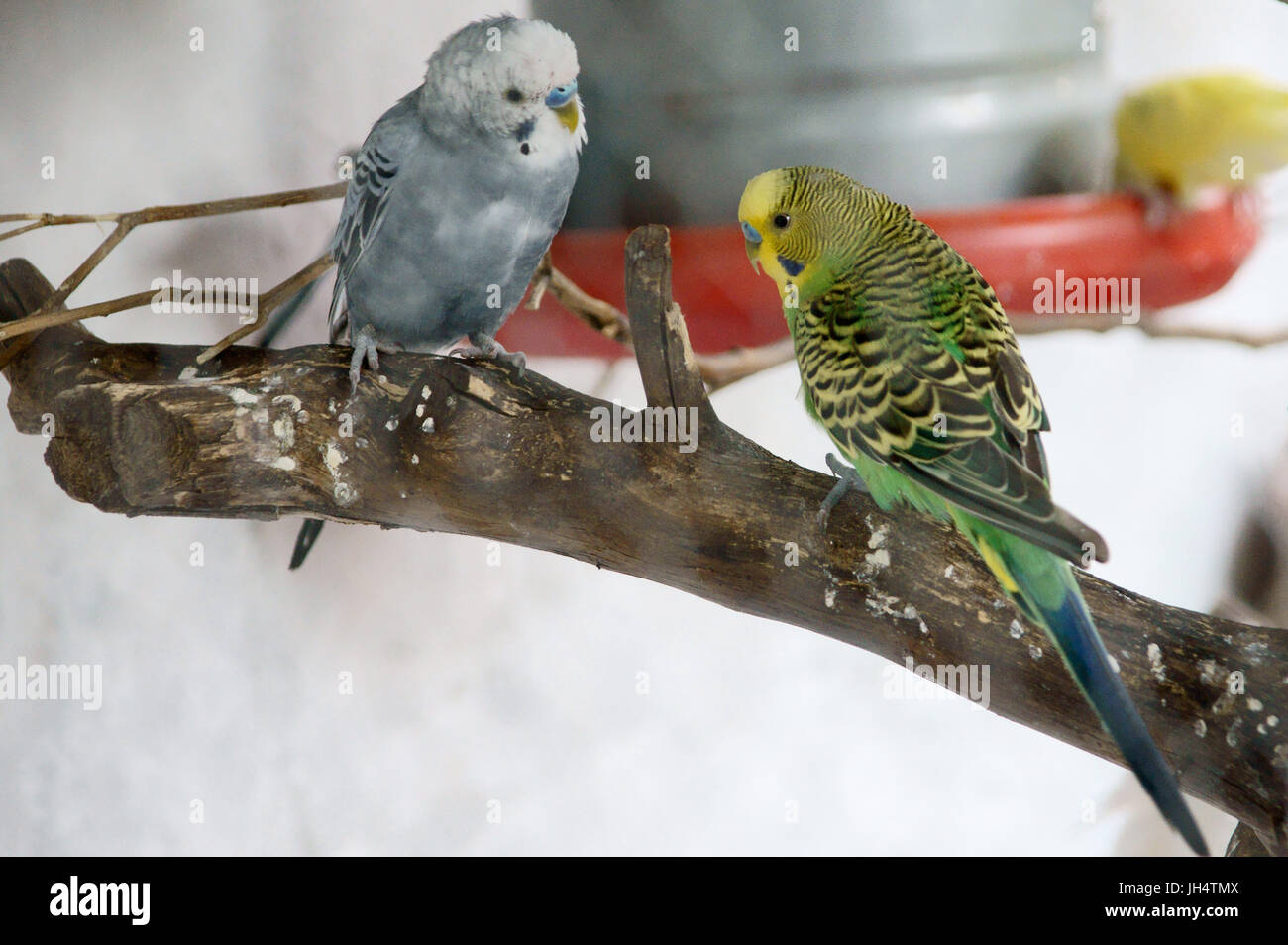 Bird, parakeet, Delta Parnaíba, Rio Parnaíba, Parnaíba, Piauí, Brazil ...