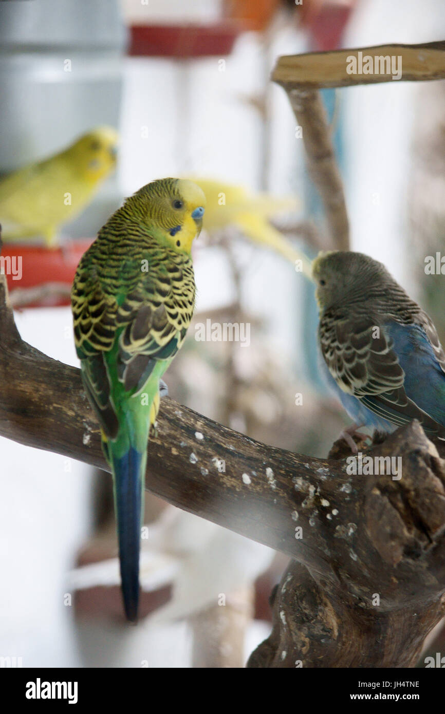 Parakeet australian parakeet common hi-res stock photography and images ...