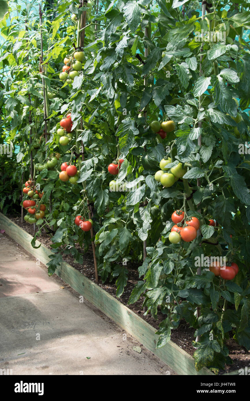 Staked tomatoes hi-res stock photography and images - Alamy