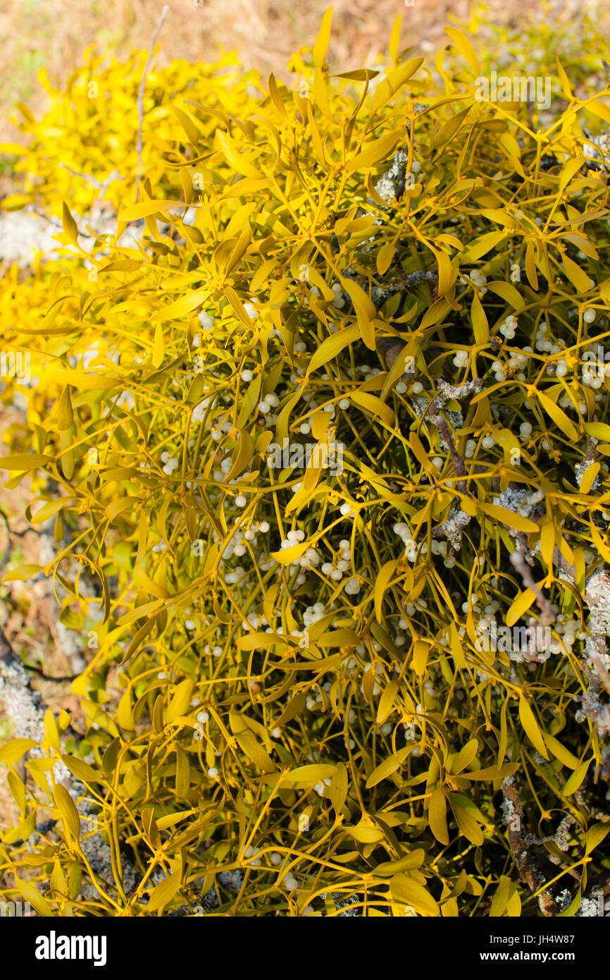 A bunch of mistletoe close up hi-res stock photography and images - Alamy
