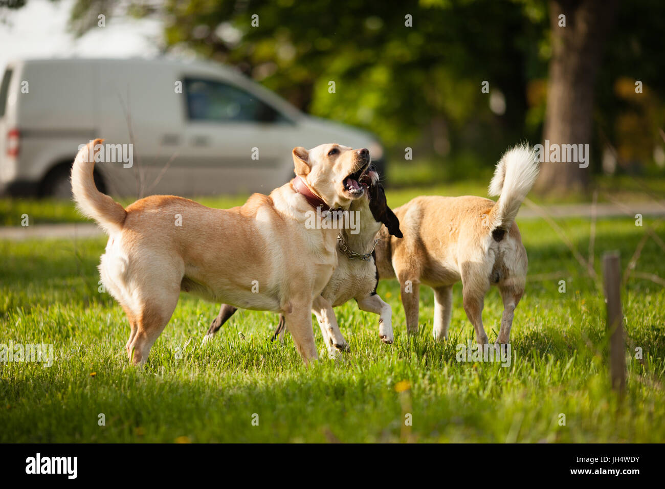 Three dogs walking on green grass in the park Stock Photo - Alamy
