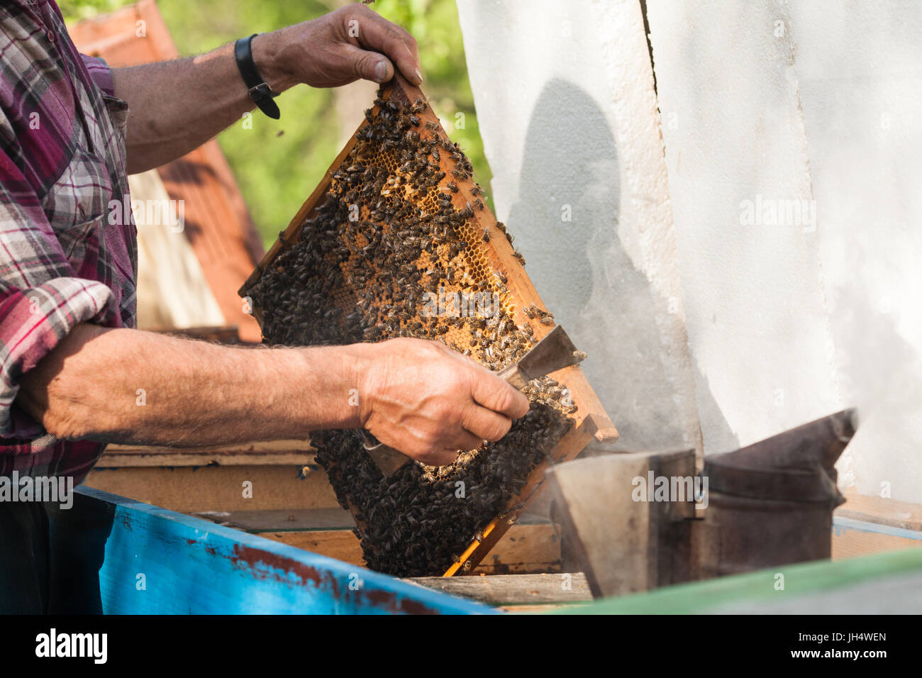 Beekeeper holding the honey comb with bees Stock Photo - Alamy