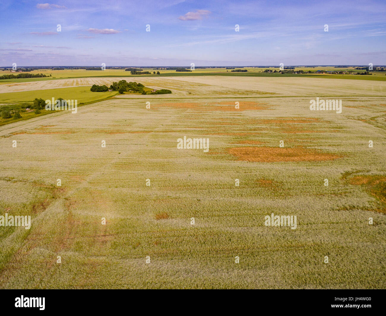 drone image. aerial view of rural area with fields and forests in sunny ...