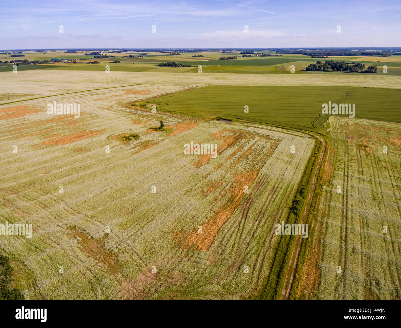 drone image. aerial view of rural area with green fields and forests in ...
