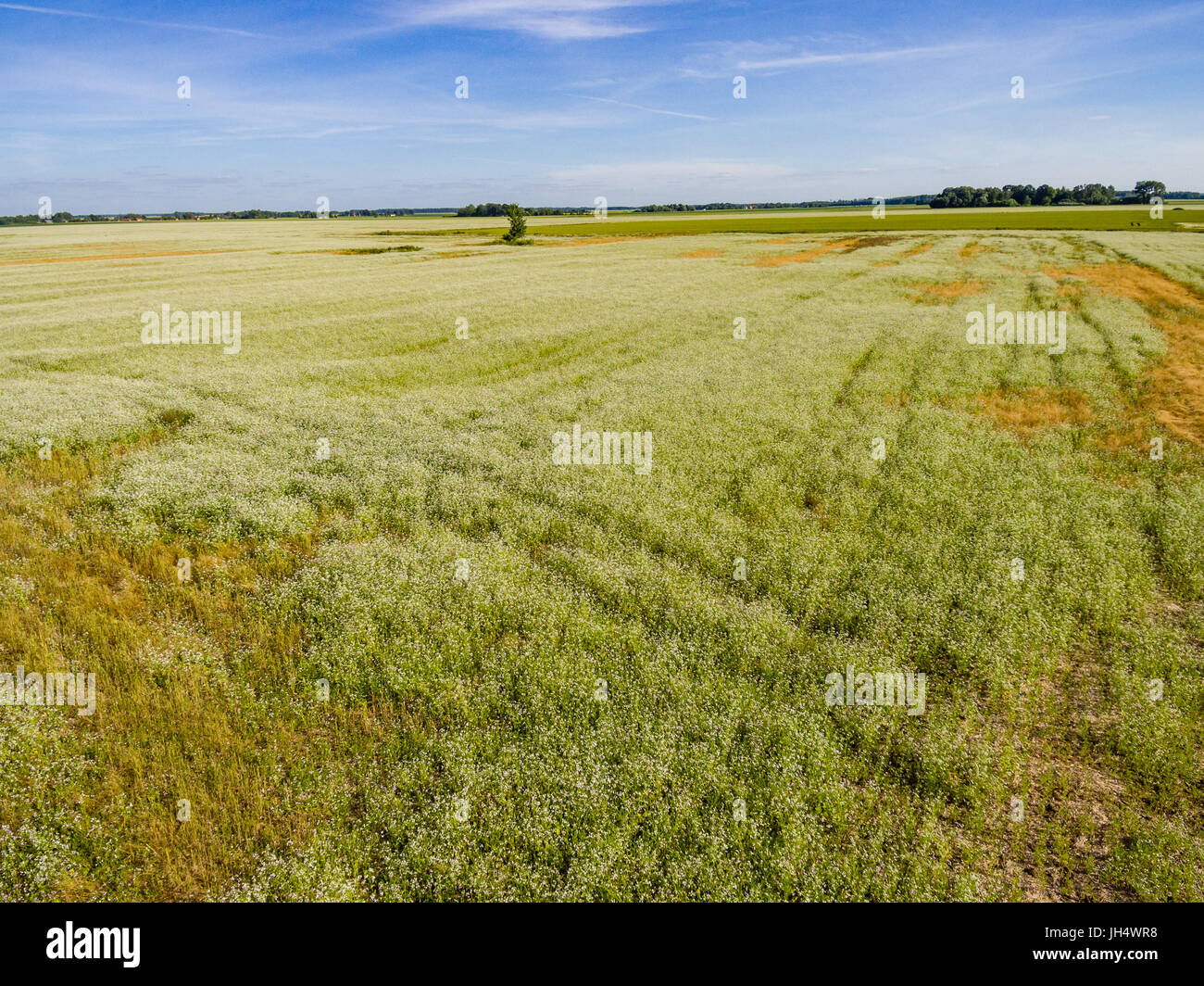 drone image. aerial view of rural area with fields and forests in sunny ...