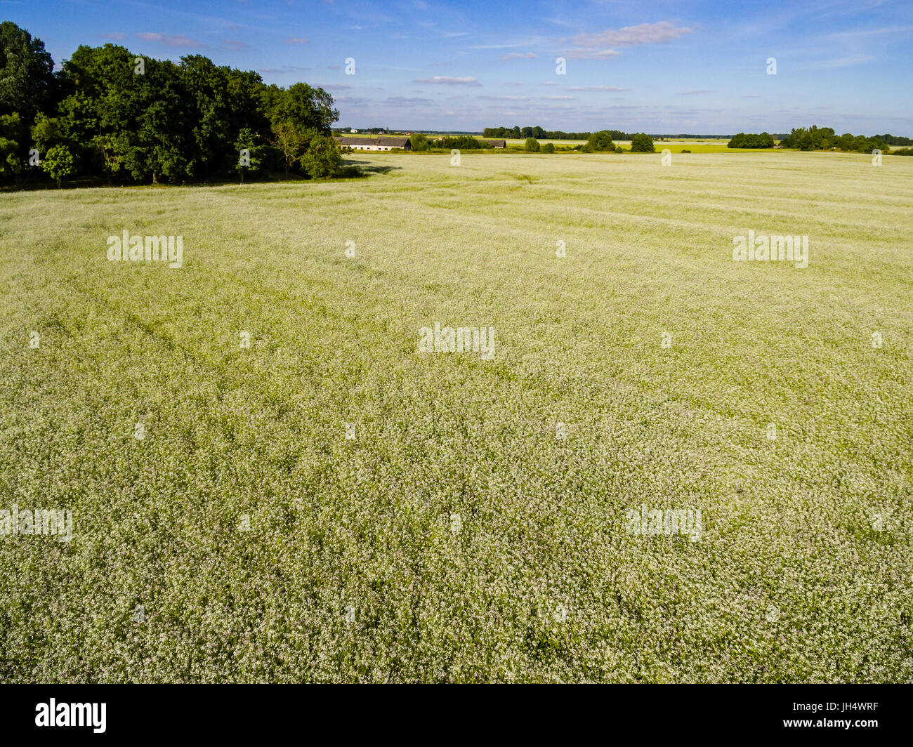 drone image. aerial view of rural area with fields and forests in sunny ...