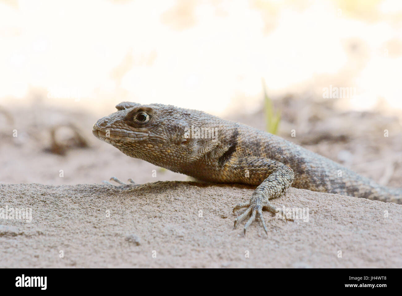 Animal, black Gecko, Delta Parnaíba, Rio Parnaíba, city, Parnaíba ...