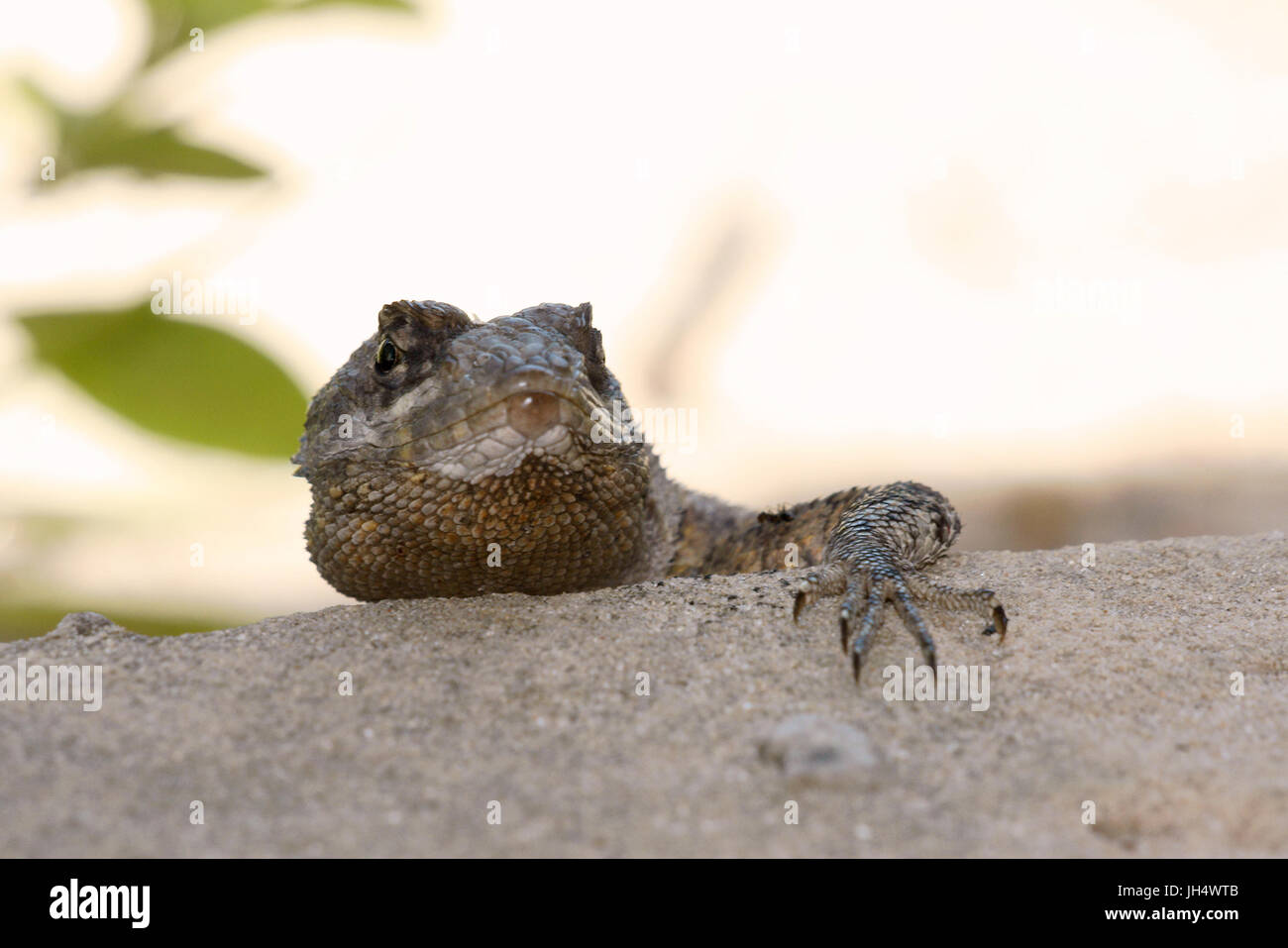 Black gecko hi-res stock photography and images - Alamy