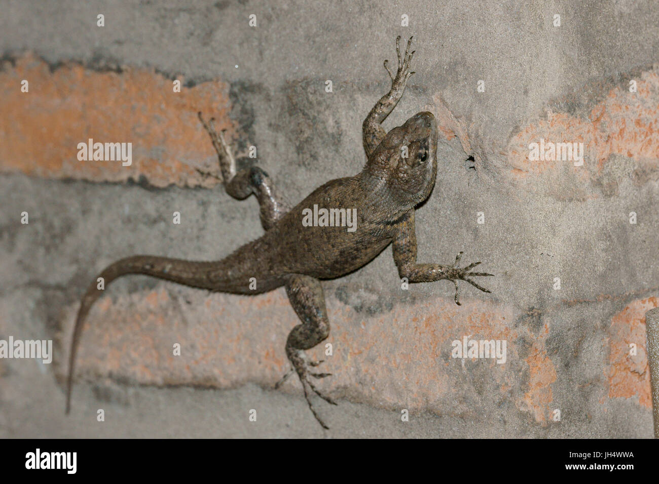 Labigo hi-res stock photography and images - Alamy