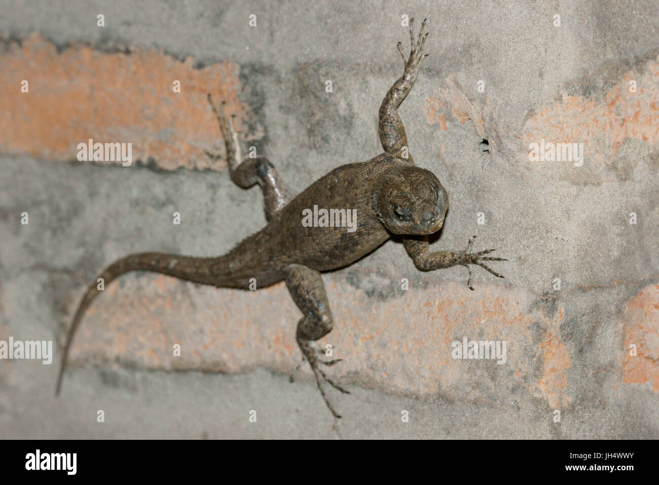 Animal, black Gecko, Delta Parnaíba, Rio Parnaíba, city, Parnaíba ...
