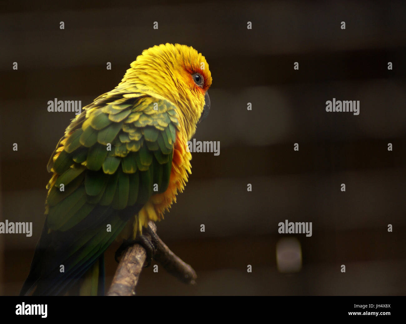 Bird, Jandaia-true, OiseauxFoz, Foz Iguaçu, Brazil Stock Photo - Alamy