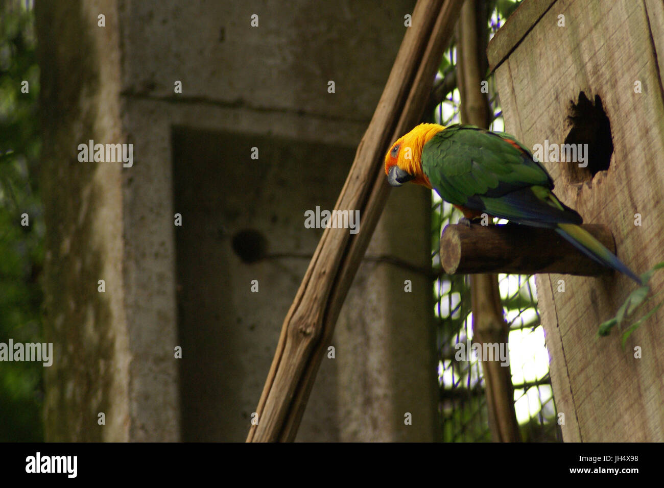 Bird, Jandaia-true, OiseauxFoz, Foz Iguaçu, Brazil Stock Photo - Alamy