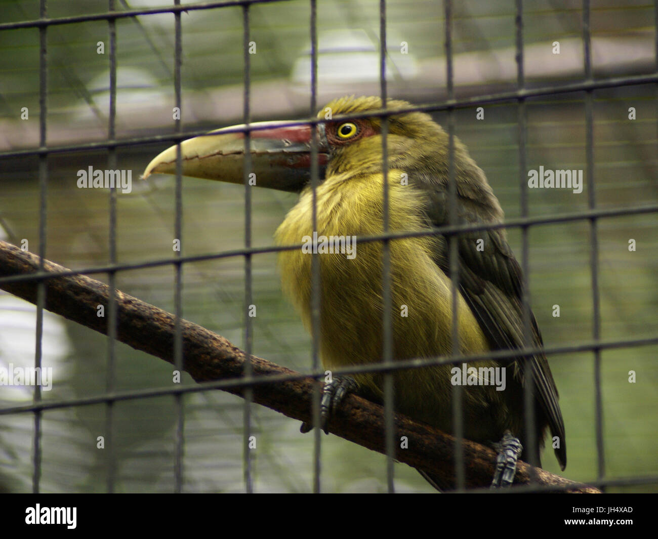 Bird, Araçari-banana, OiseauxFoz, Foz Iguaçu, Brazil Stock Photo - Alamy