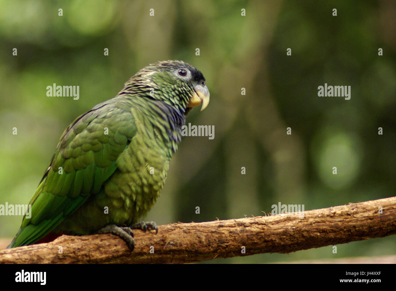 Bird, Maitaca-green, OiseauxFoz, Foz Iguaçu, Brazil Stock Photo - Alamy