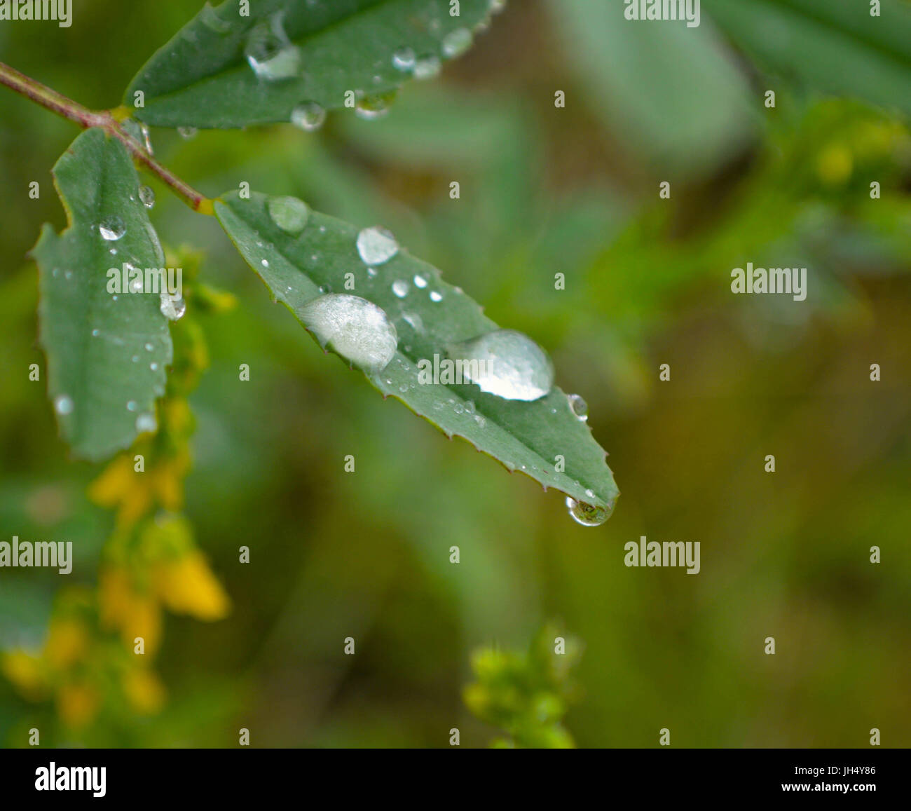 Drizzle drops hi-res stock photography and images - Alamy