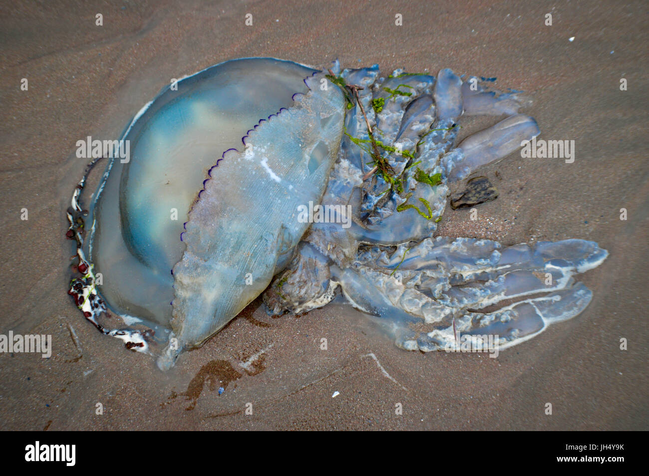 Washed up barrel jellyfish hi-res stock photography and images - Alamy