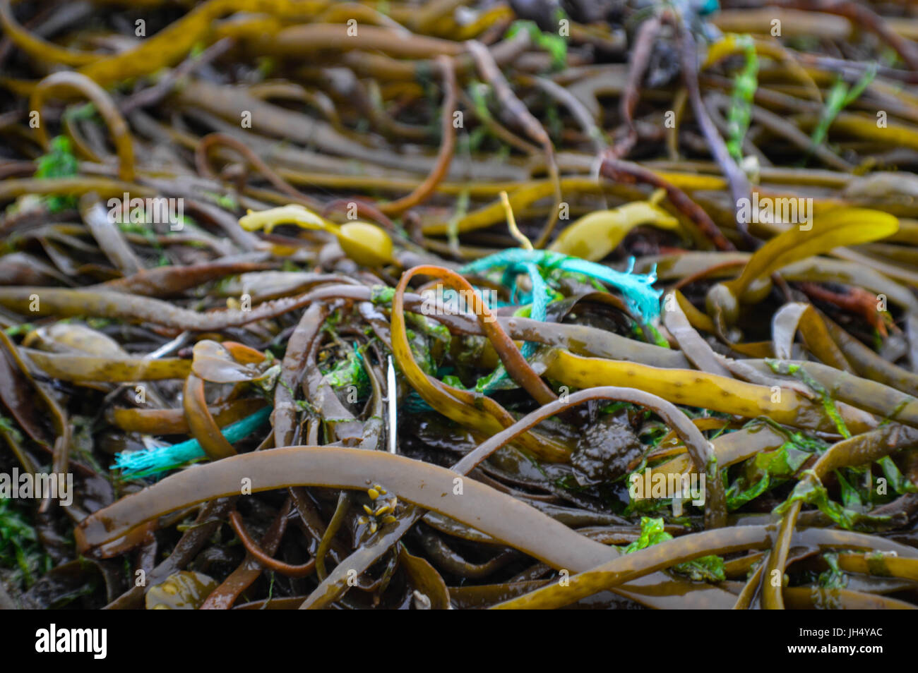 Marine litter hi-res stock photography and images - Alamy