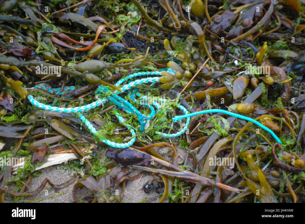 Marine litter (discarded fishing lines Stock Photo - Alamy
