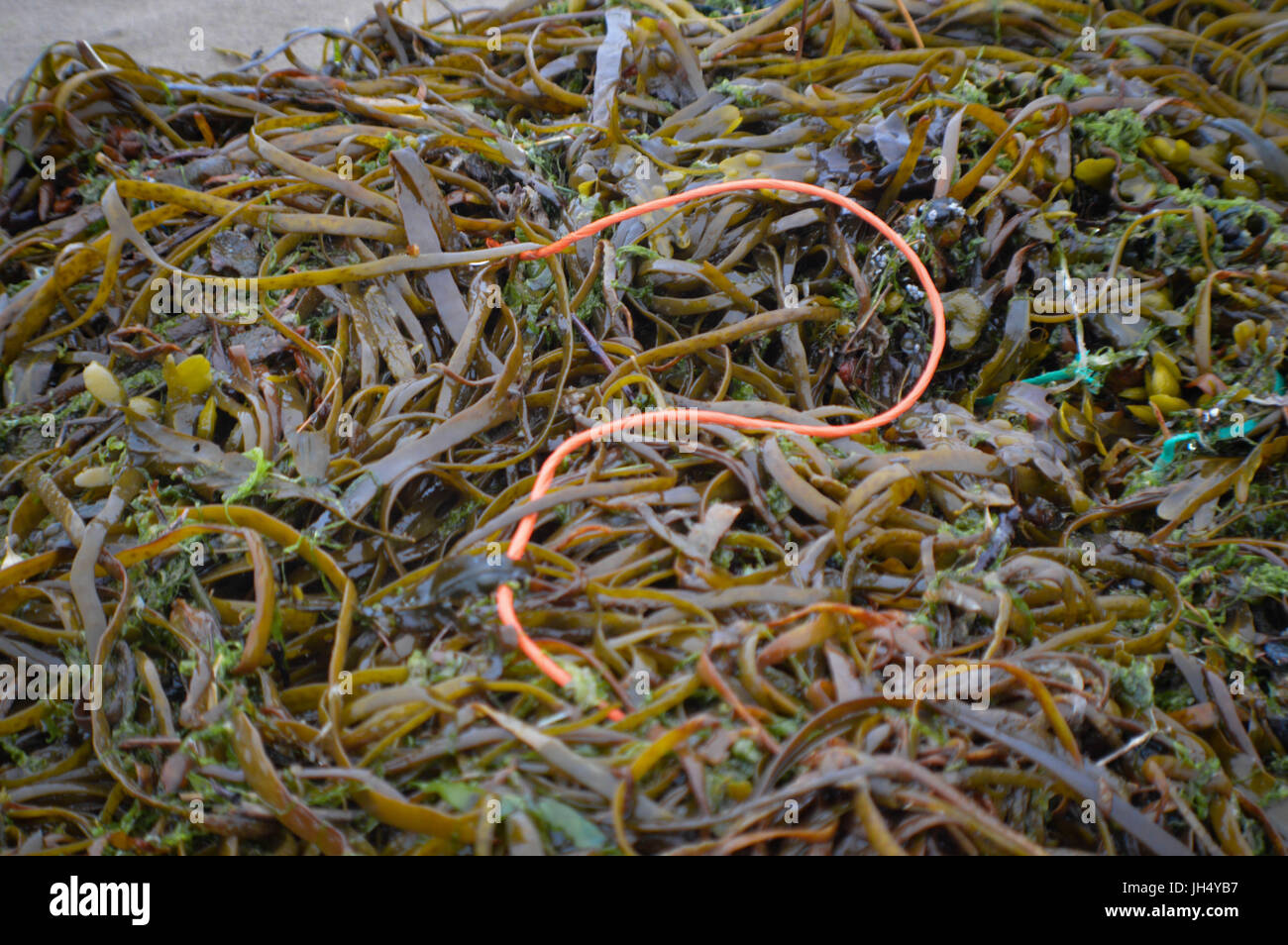 Marine litter (discarded fishing lines Stock Photo - Alamy
