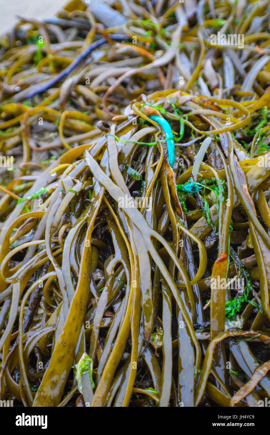 Marine litter strandline hi-res stock photography and images - Alamy