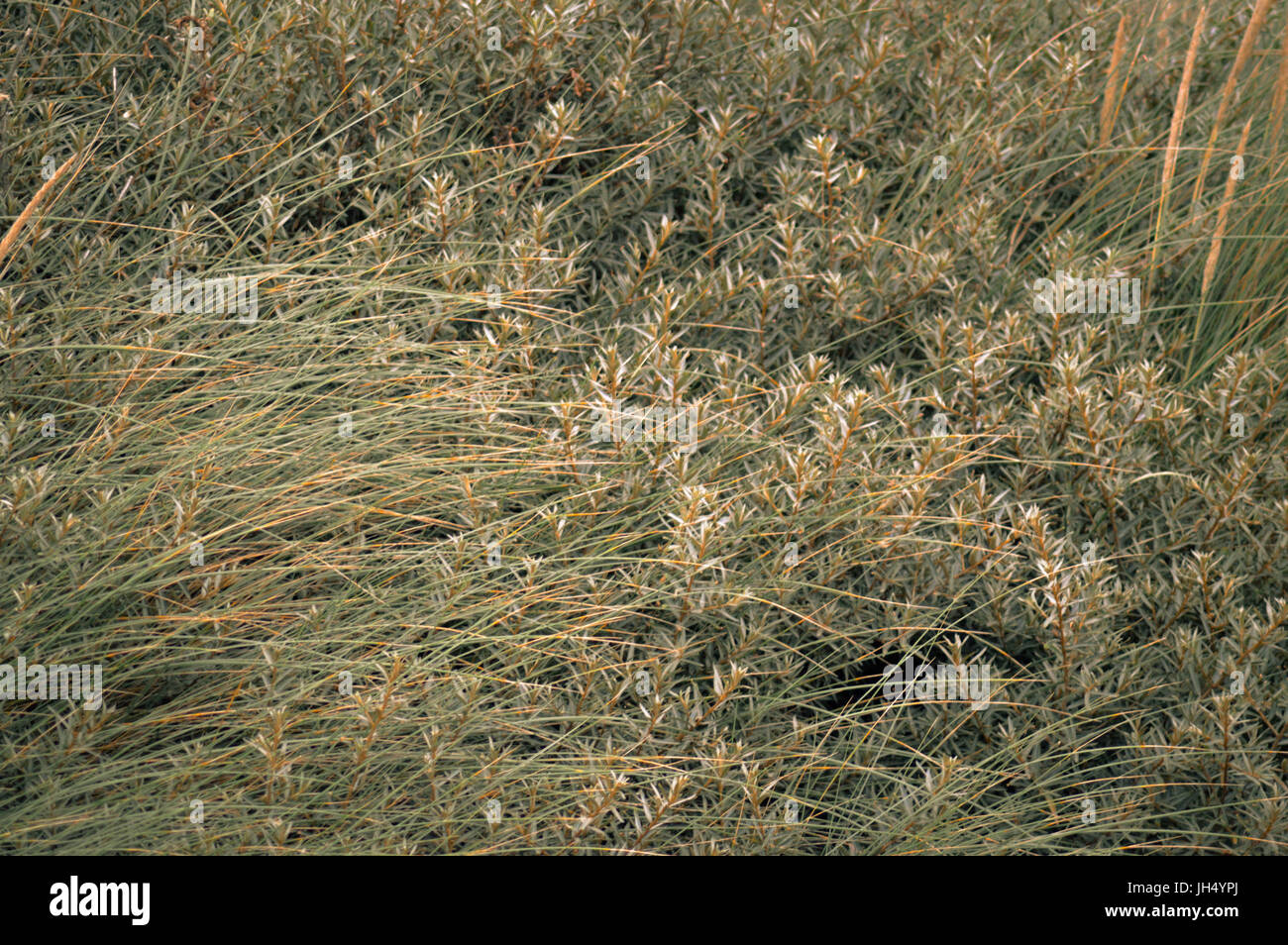 Marram grass background hi-res stock photography and images - Alamy