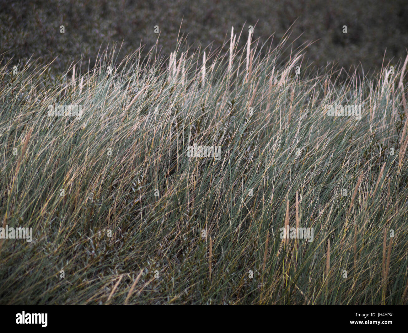 Marram grass background hi-res stock photography and images - Alamy